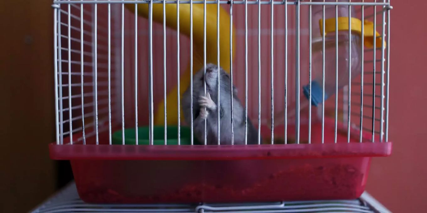 Elf Hamster in Zürich-Schwamendingen ausgesetzt | Nau.ch