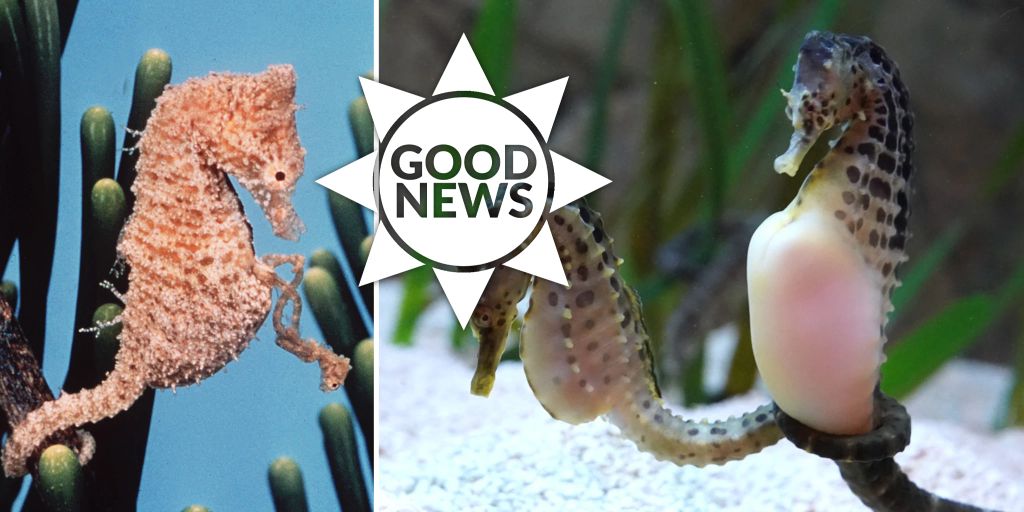 Hunderte gefährdete Seepferdchen in die Wildnis entlassen