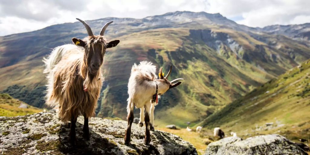 Alpentourismus in der Schweiz nimmt zu