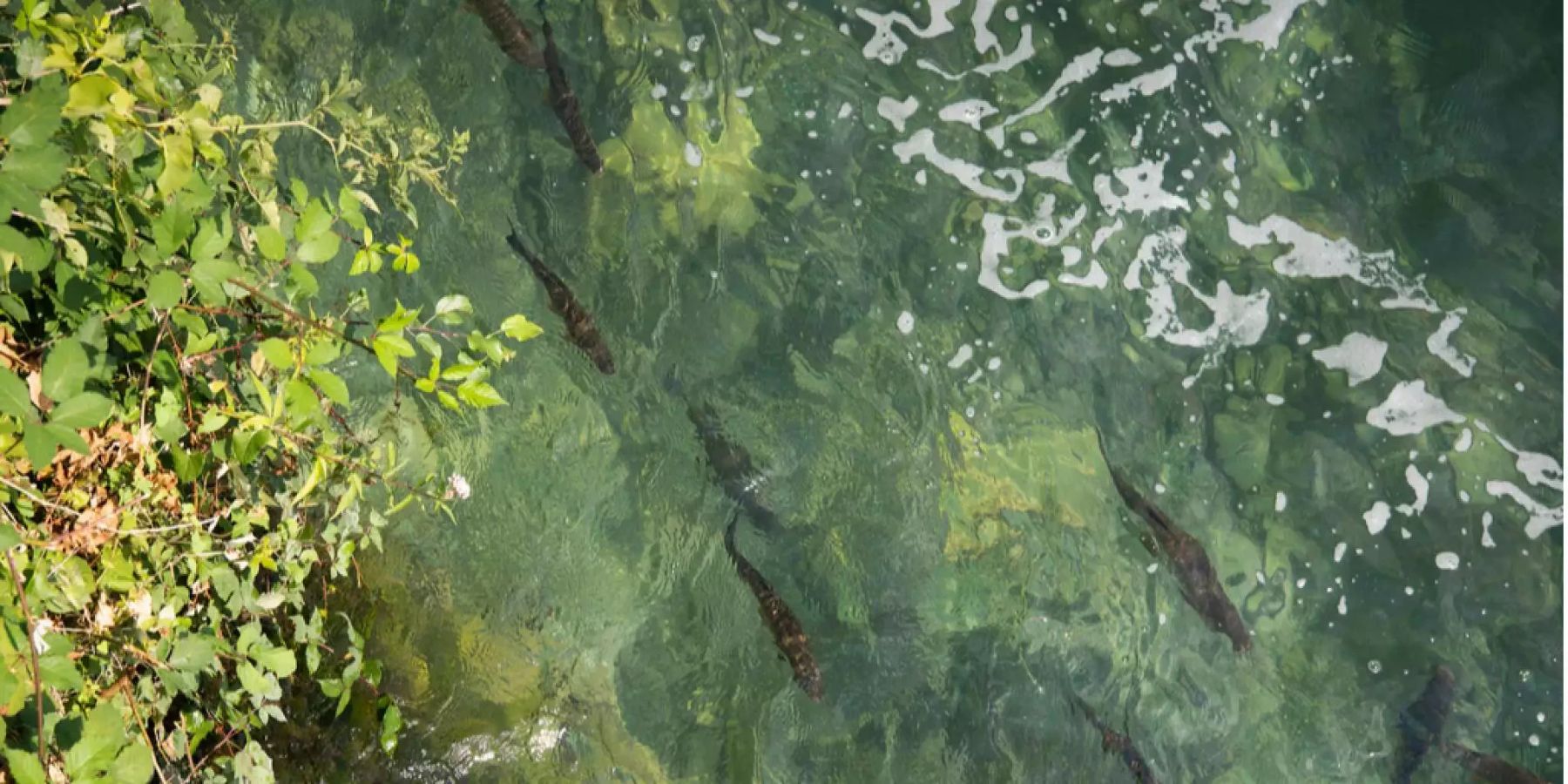 Fische im Rhein trotzen bisher der Hitzewelle | Nau.ch