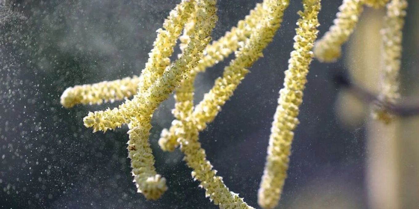 Pollenallergiker können wegen Haselpollen erste Symptome spüren | Nau.ch