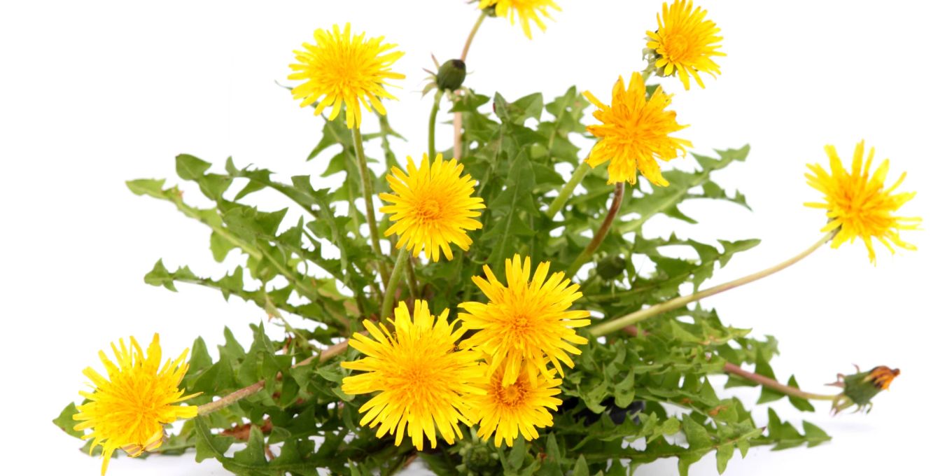 Löwenzahn: Das neue Naturheilwunder? | Nau Food
