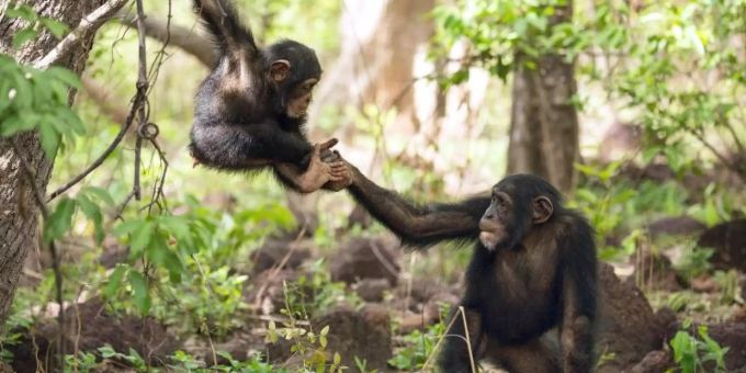 Wilde Dynastien | Nau.ch