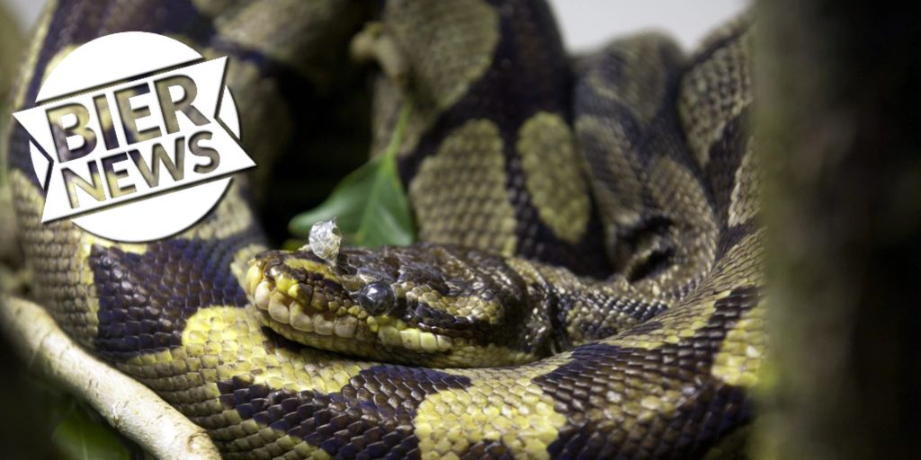 Zwei-Meter-Python versteckt sich unter Handschuh