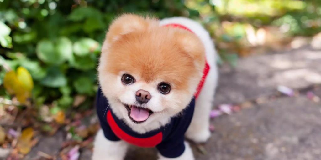 Das sind die Bilder vom niedlichsten Hund der Welt Boo