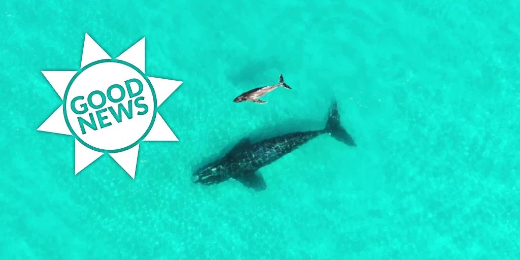 Südkaper-Wal adoptiert Buckelwal-Baby