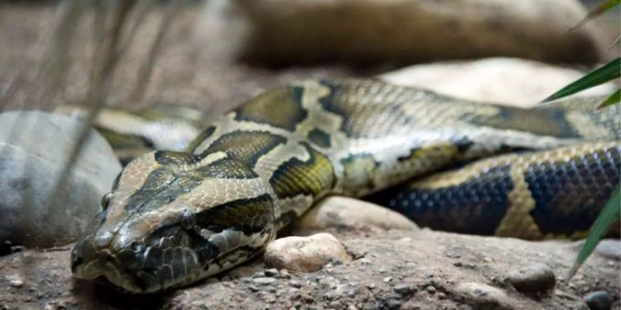 Tigerpythons können 60 Kilo Hirsch am Stück schlucken | Nau.ch