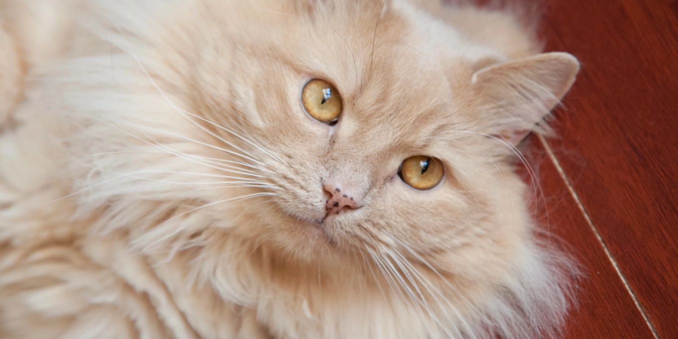 «Lentigo» bei Katzen: Harmlos oder gefährlich? | Nau.ch