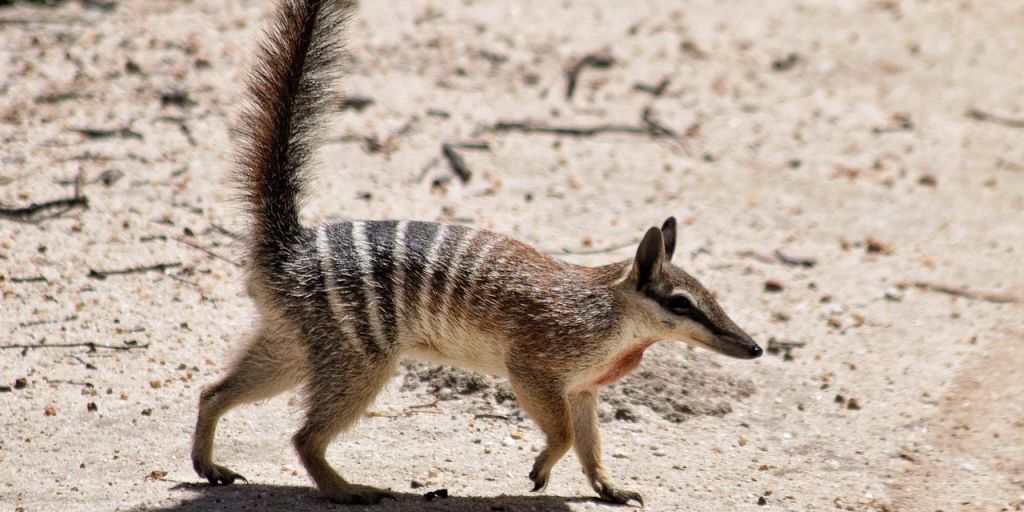 Linux Ubuntu 2404 Lts Noble Numbat Veröffentlicht