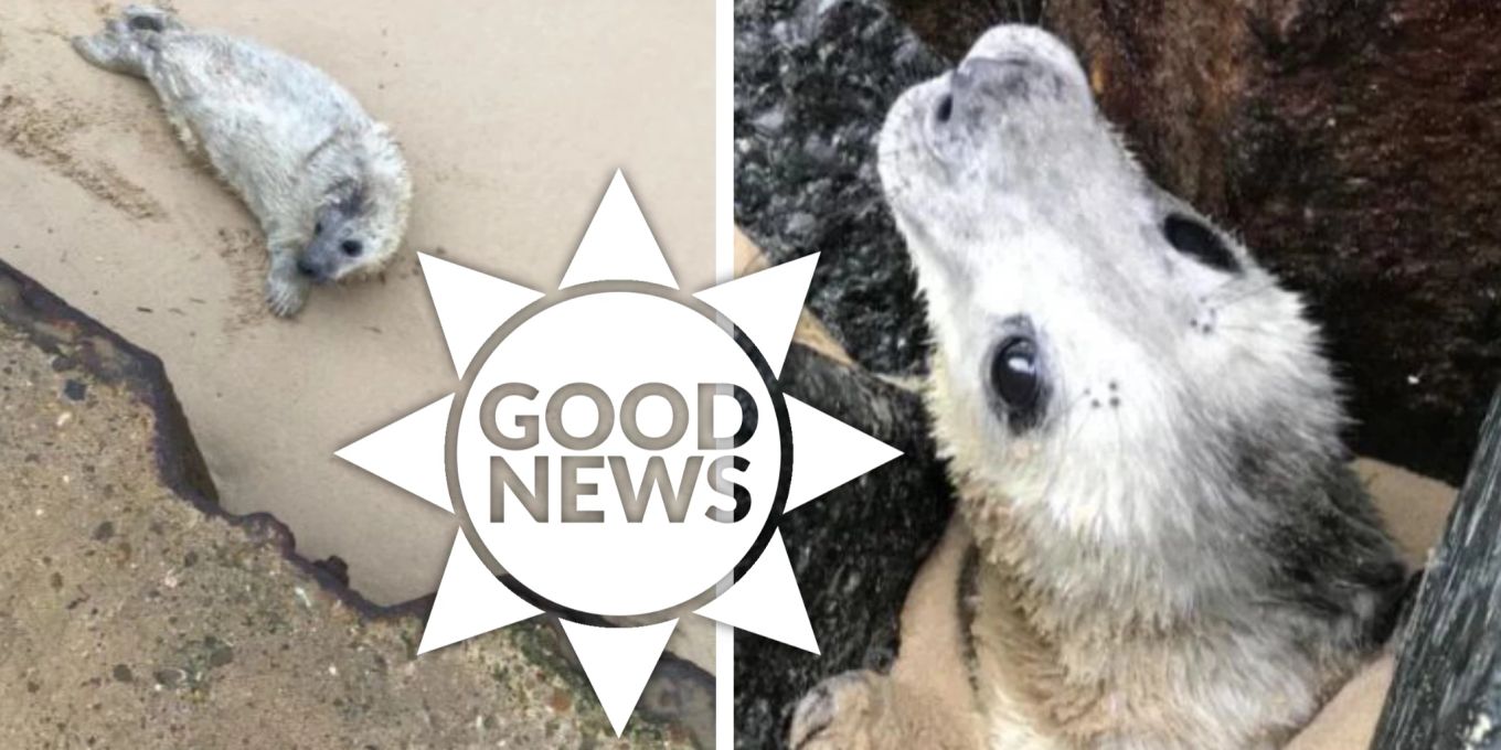 Baby-Robbe in England aus misslicher Lage gerettet | Nau.ch