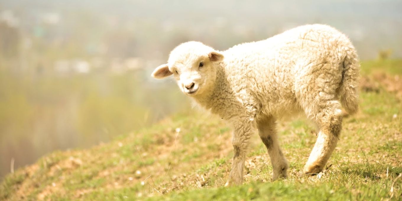 Tierschutz in der Politik: Ein Tool hilft bei der Wahlentscheidung | Nau.ch
