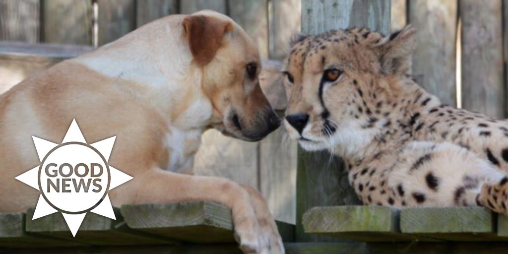 Gepard und Assistenzhund sind beste Freunde