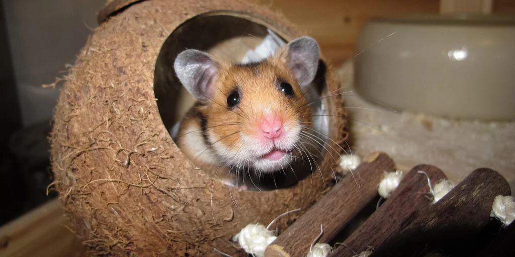 Bei kleinem Budget: Welches ist das günstigste Haustier?