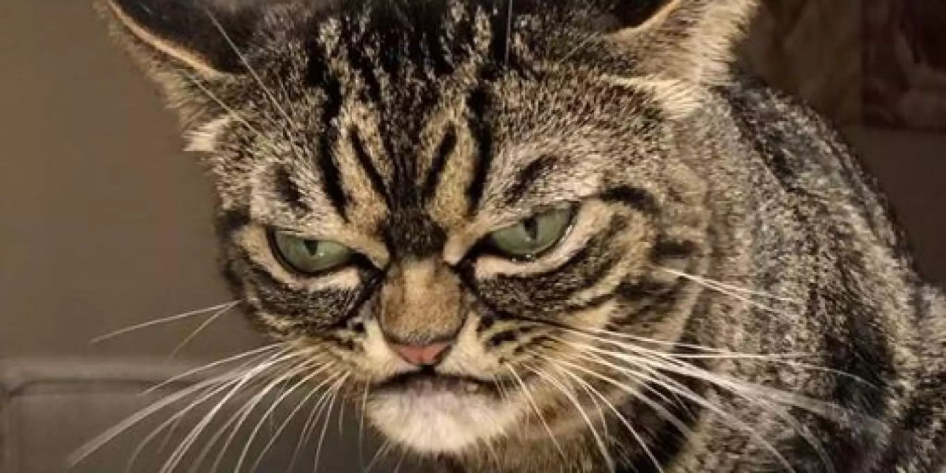 Angry Kitzia ist die neue Grumpy Cat | Nau.ch