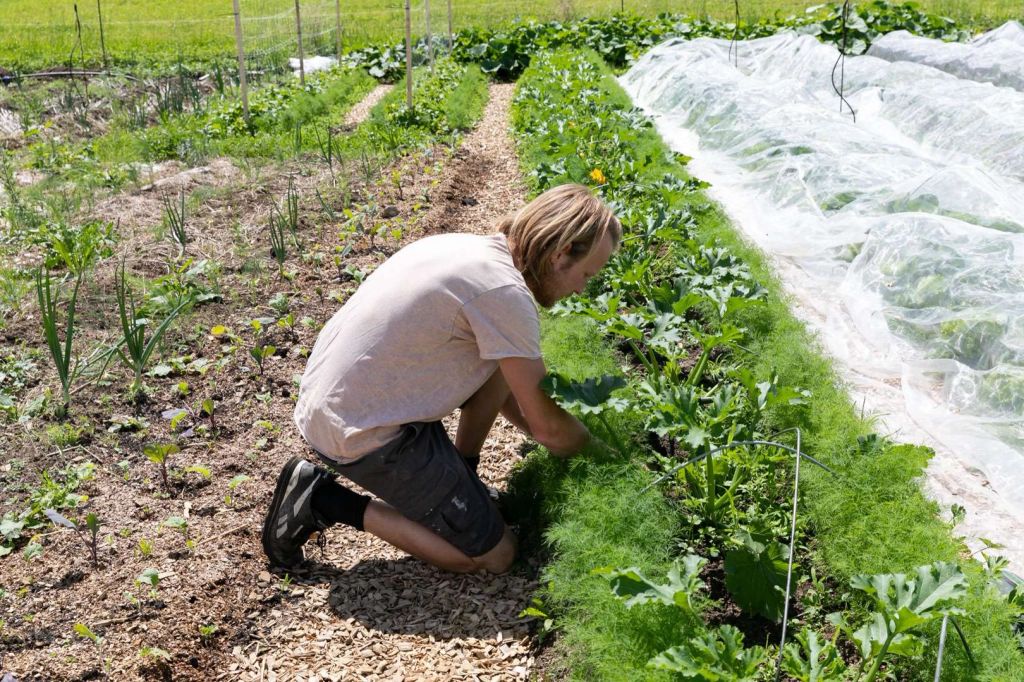 Mini-Farm: Solawi Halde