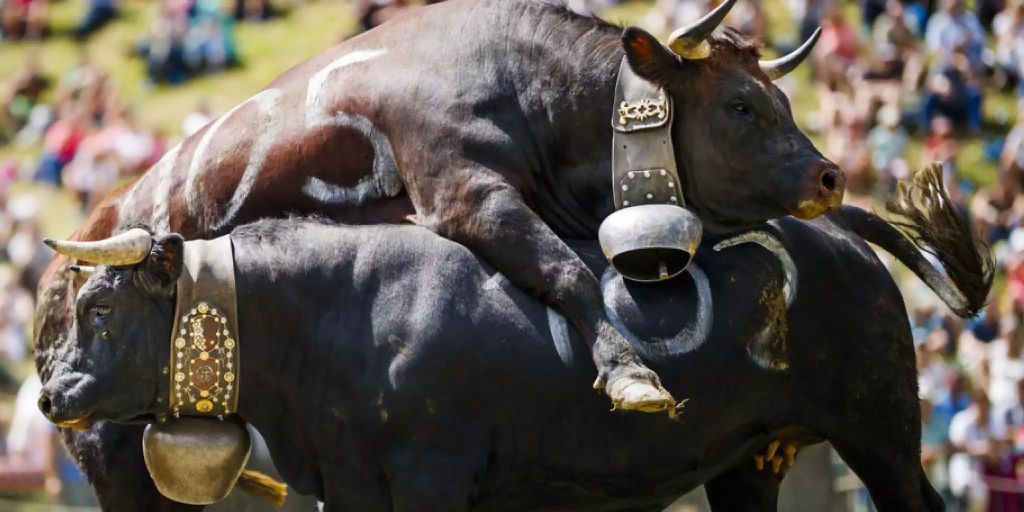 Wallis ergreift Massnahmen zum Schutz der Eringerkuh