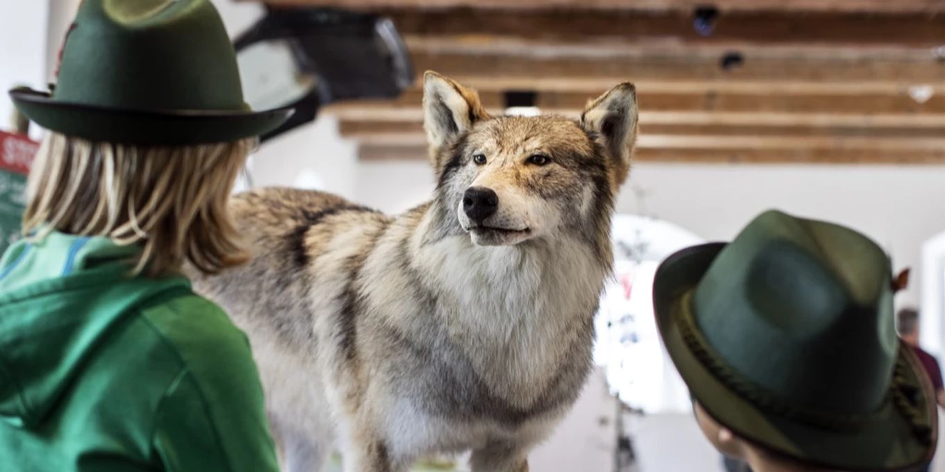 Von Menschen und Wölfen – und Politikern und Ängsten | Nau.ch
