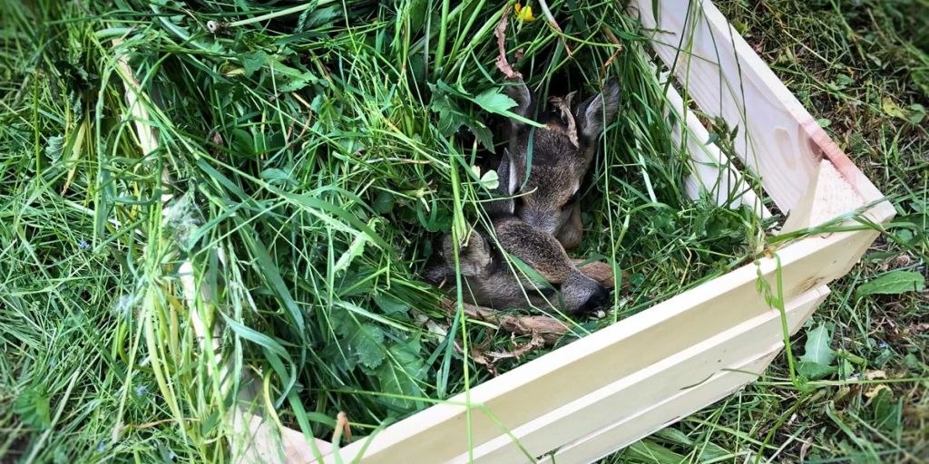 Rehkitzrettung mit Drohnen im Kanton Graubünden erfolgreich