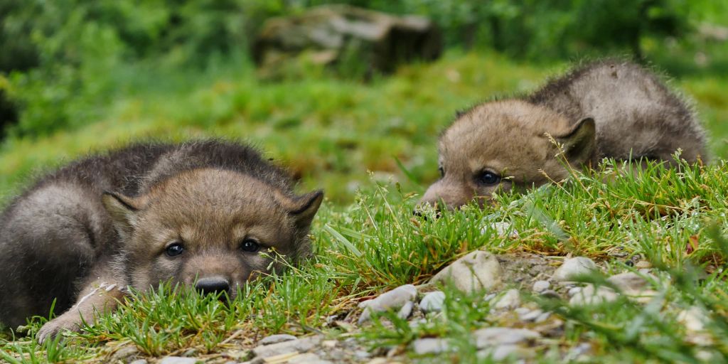 Jungtier-Boom im Tierpark Bern: Wölfin gebärt zwei Junge