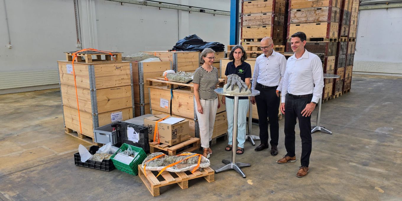 Fricker Exponate: Mehr Raum für Dinosaurier | Nau.ch