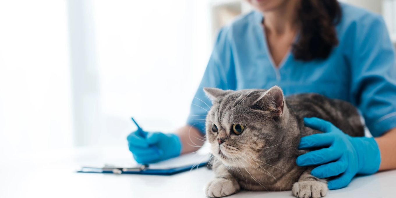 Wurmbefall bei Katzen erkennen und vorbeugen | Nau.ch