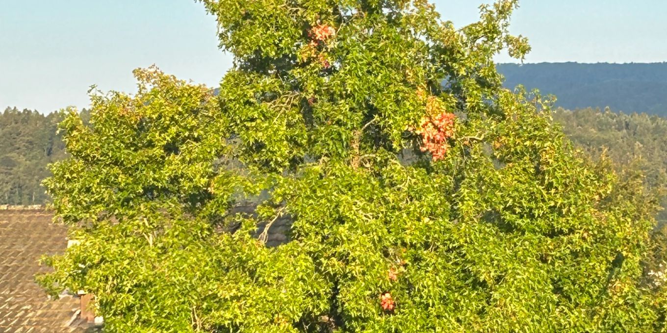 Bäume werden rot und gelb – fängt schon der Herbst an? | Nau.ch