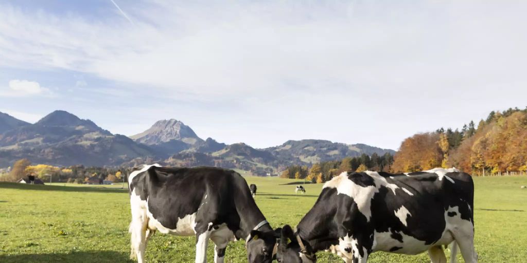 Der Lohn der Schweizer Bauern ist gestiegen