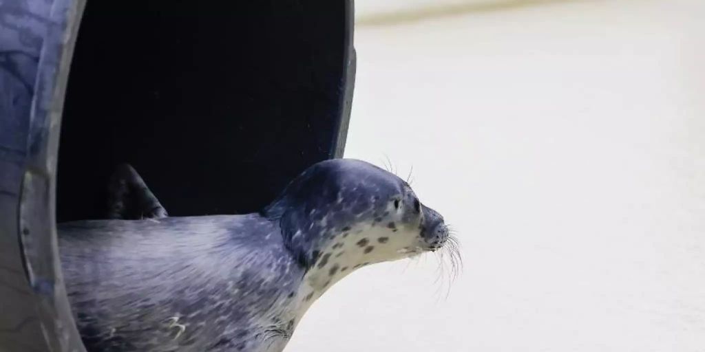 Heuler sind nicht immer mutterlos