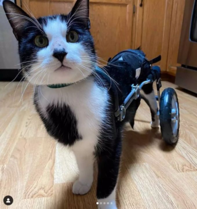 Good News: US-Teenagerin bastelt Gehhilfen für behinderte Tiere | Nau.ch