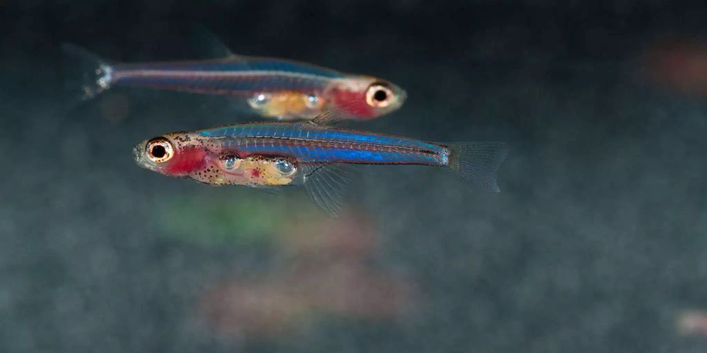 Mini-Fisch besitzt Mini-Gene