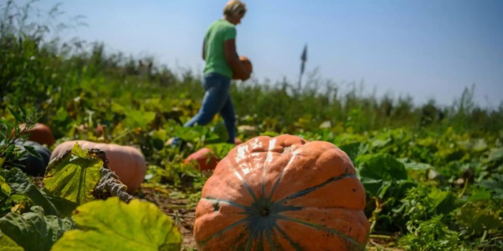 Viele Lebensmittel verderben schon auf dem Weg zum Einzelhandel