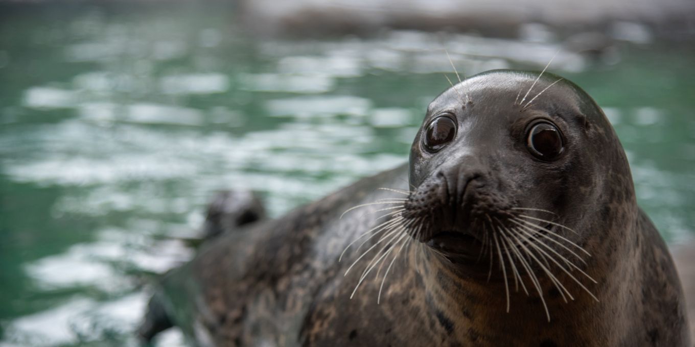 Tierpark Bern trauert: Seehund «Saluk» ist gestorben | Nau.ch