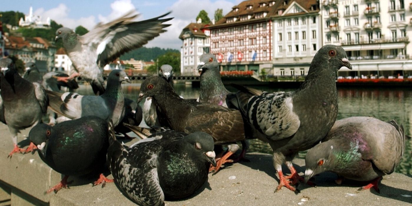 Tauben: Tierschützer prüfen rechtliche Schritte gegen Stadt Zürich | Nau.ch