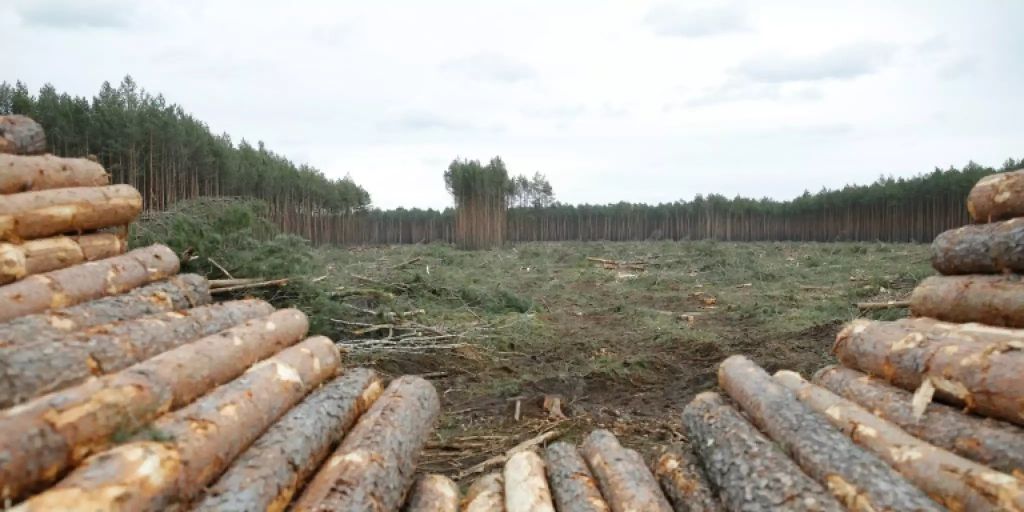 Chef der Grünen Liga Brandenburg erwägt Rückzug nach Urteil zu Tesla-Rodung