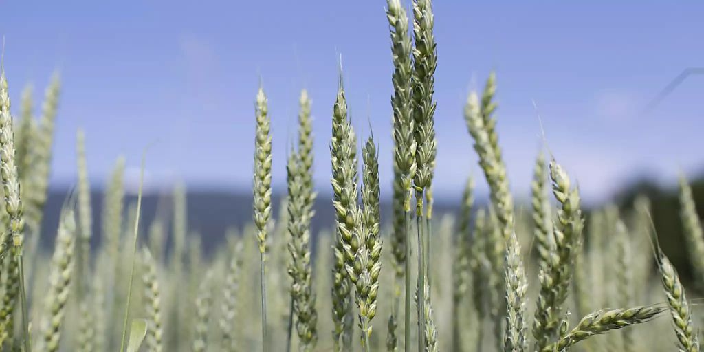 Forschende entschlüsseln die Vielfalt des Weizens