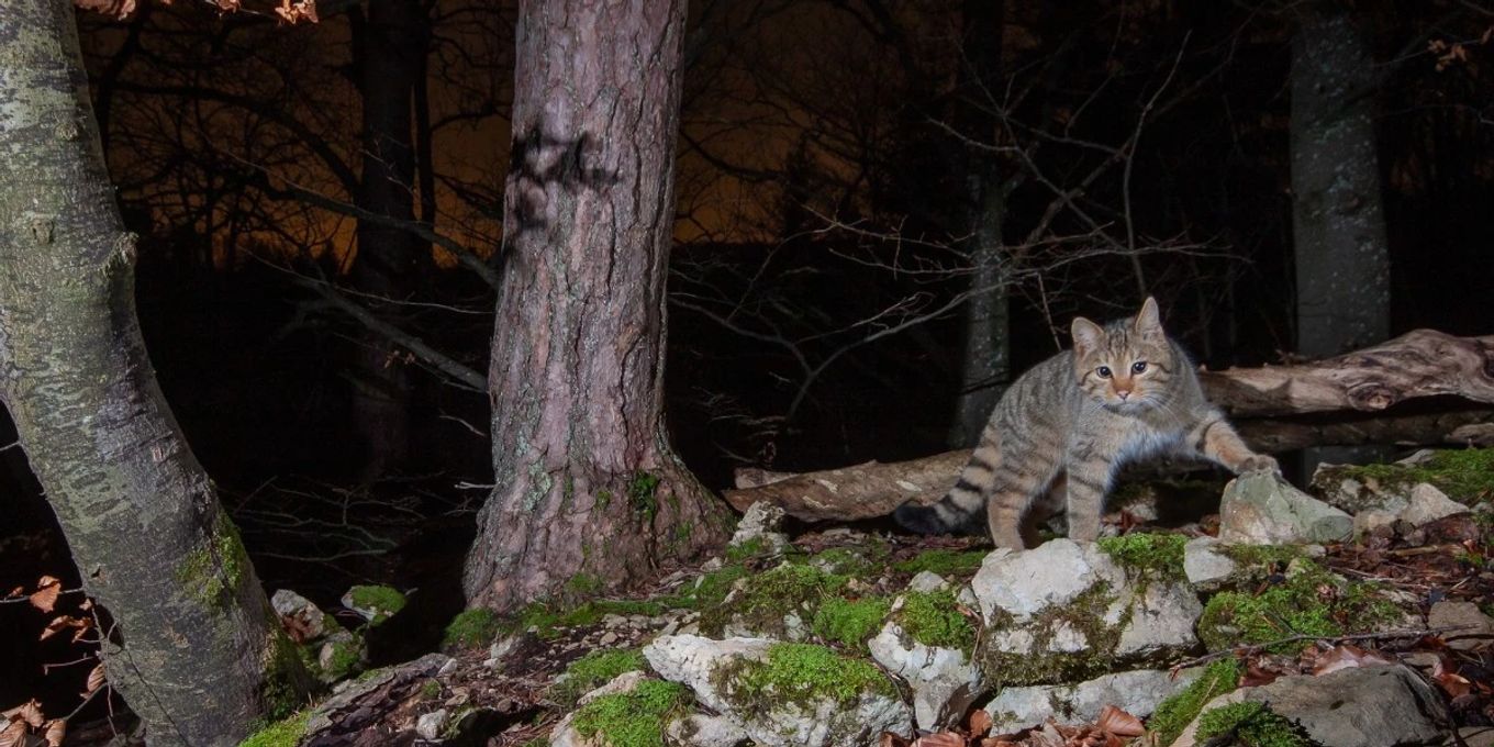 Die Wildkatze streift wieder durch die Aargauer Wälder | Nau.ch
