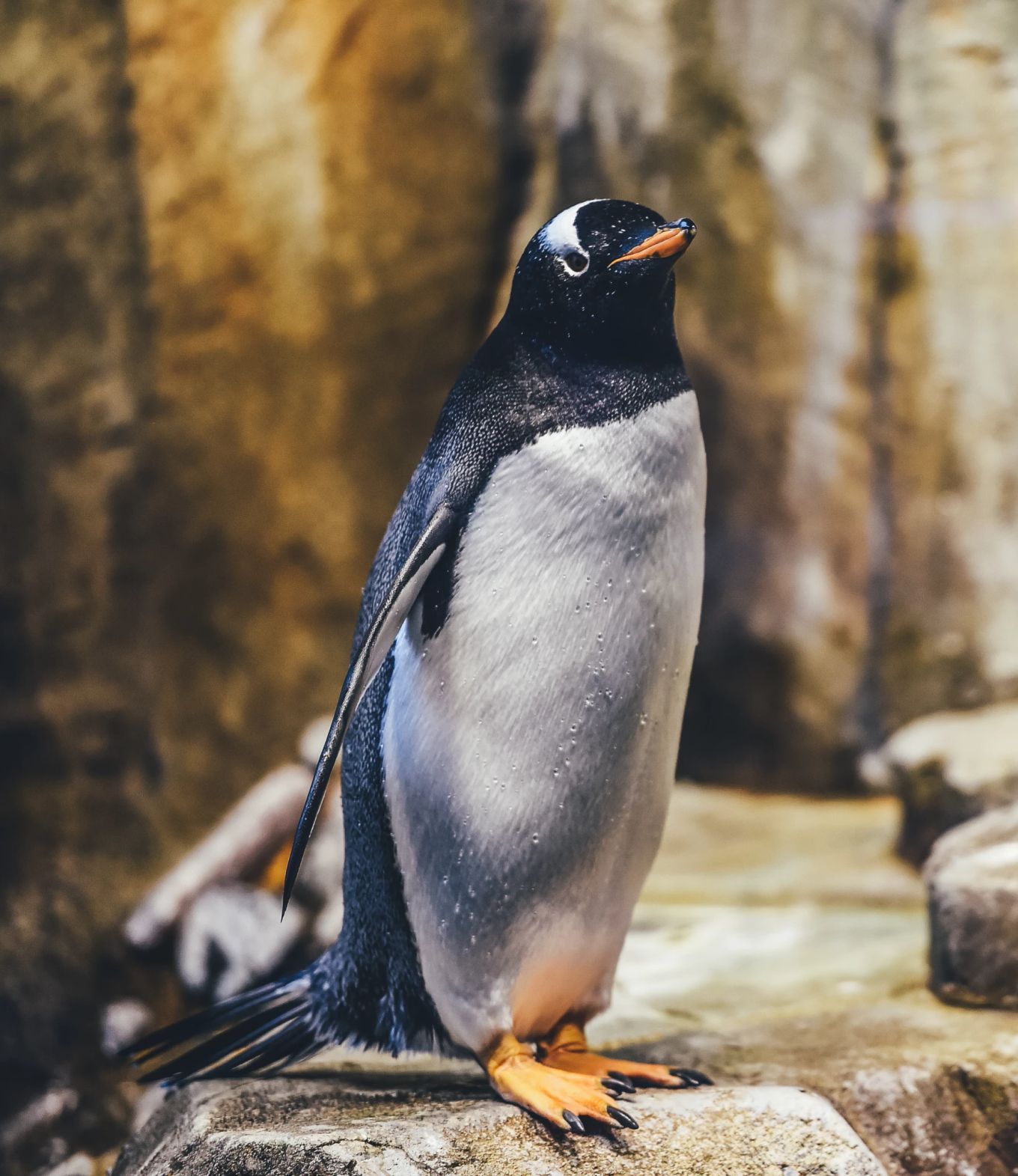 Tote Pinguine säumen den Strand von Uruguay | Nau.ch