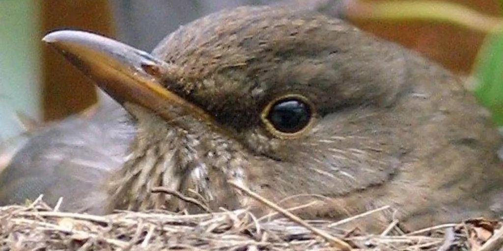 Vögel brüten wegen milder Temperaturen zum Teil früher Vögel brüten wegen milder Temperaturen zum Teil früher