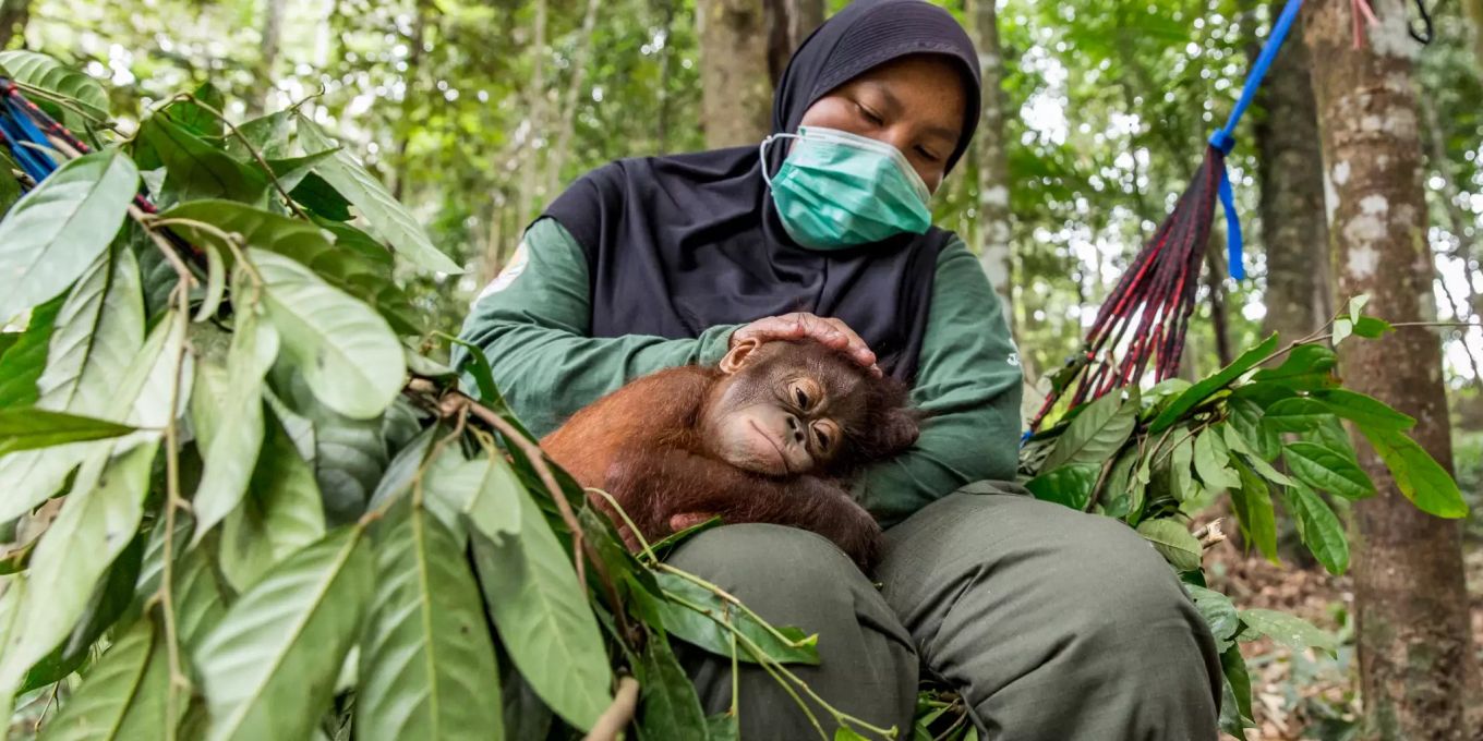 Coronavirus könnte Orang-Utans gemäss Tierschützern ausrotten | Nau.ch