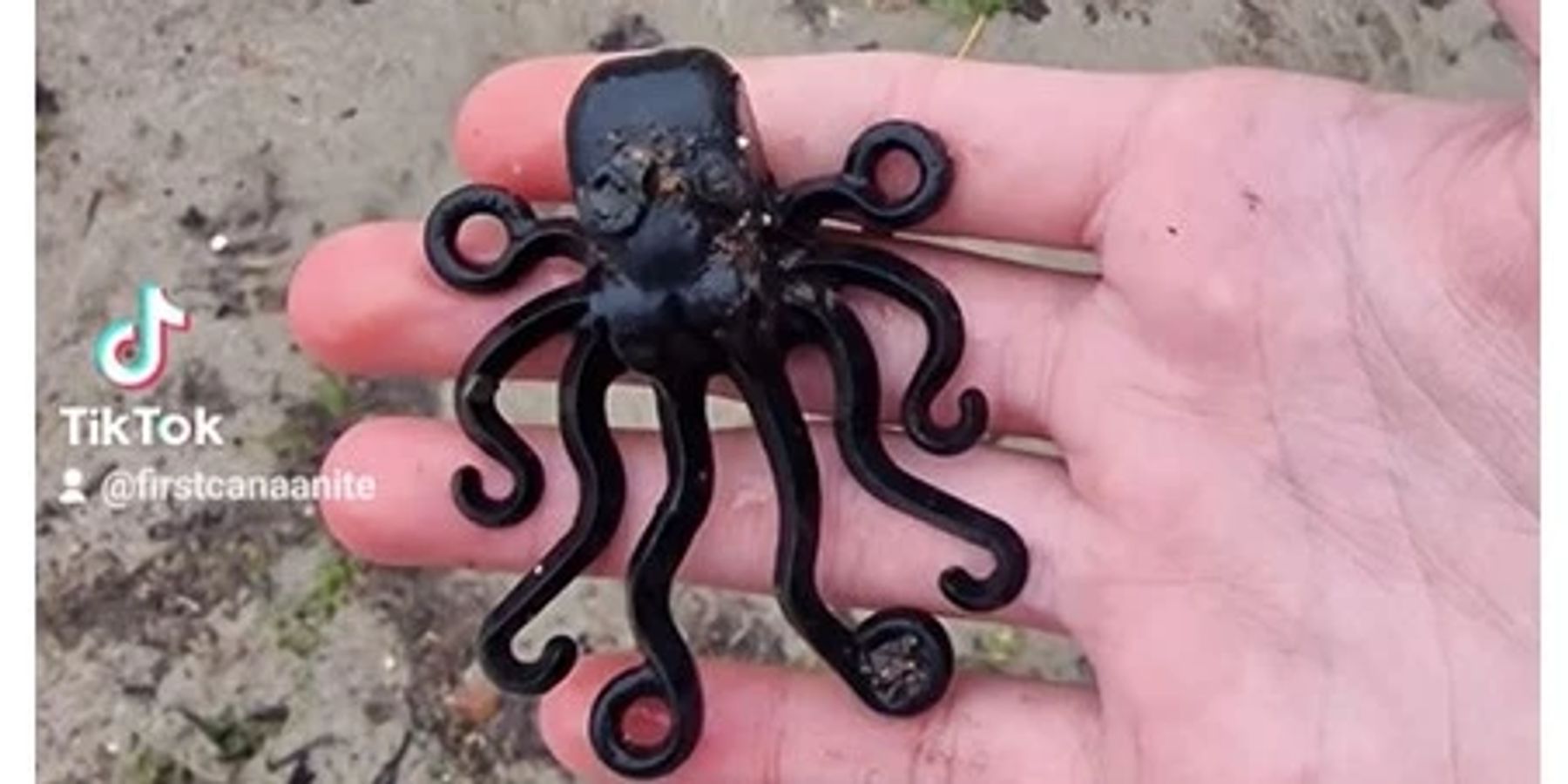 Lego-Oktopus: Junge (13) macht seltene Entdeckung am Strand | Nau.ch