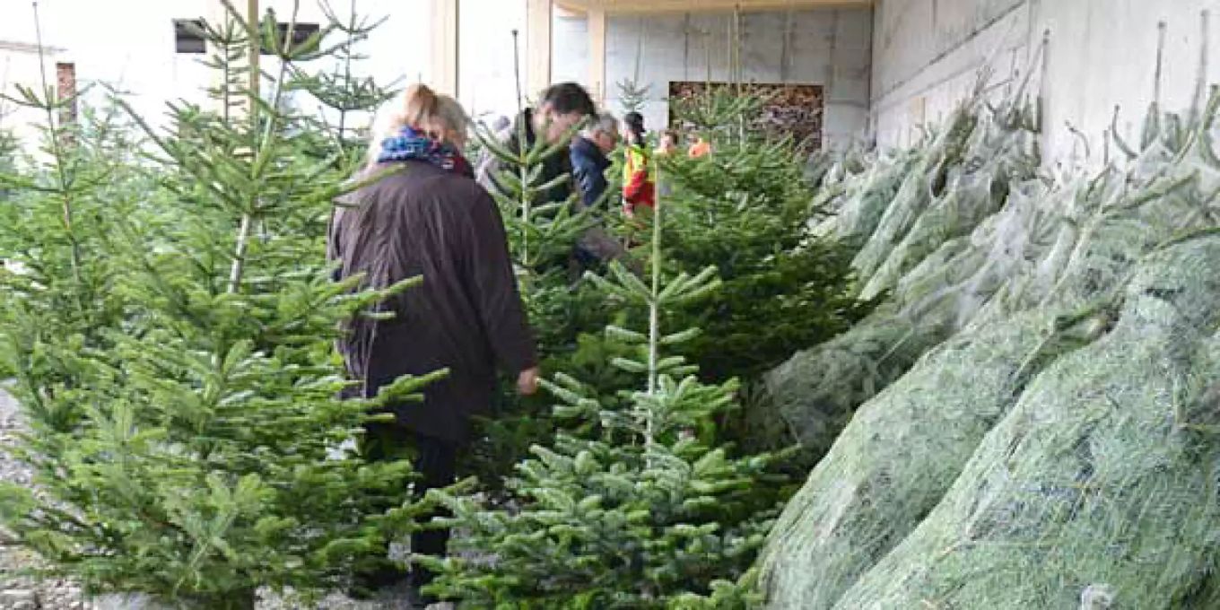 Christbäume aus der Schweiz werden immer beliebter | Nau.ch