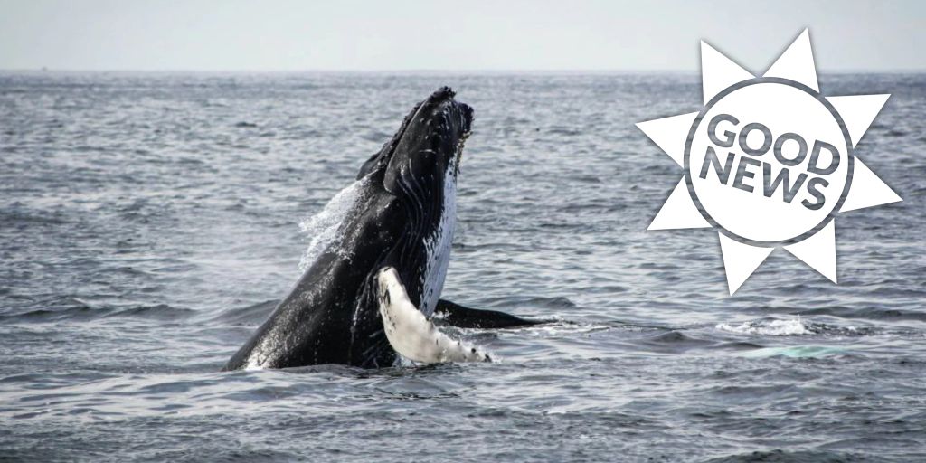 Good News: Island setzt die Waljagd aus – 400 Tiere leben weiter