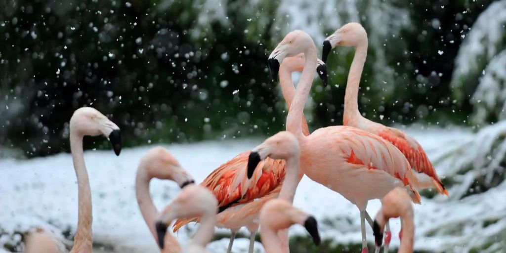 Zürcher Zoo bietet 60 Flamingos persönlichen Shuttle-Service an