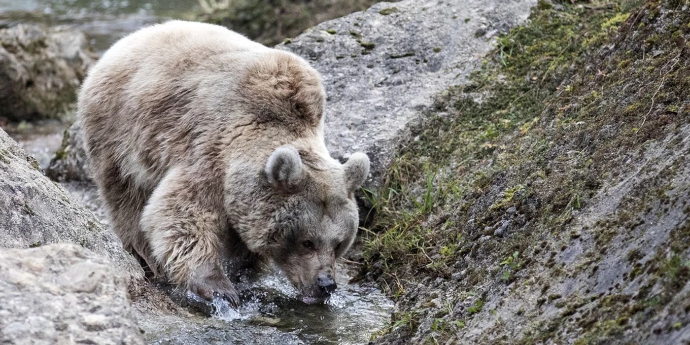 Braunbärendamen neu im Natur- und Tierpark Goldau SZ eingezogen | Nau.ch