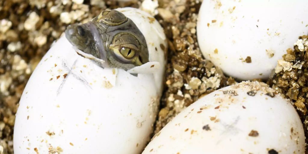 Drei Baby-Krokodile in Lausanne geschlüpft
