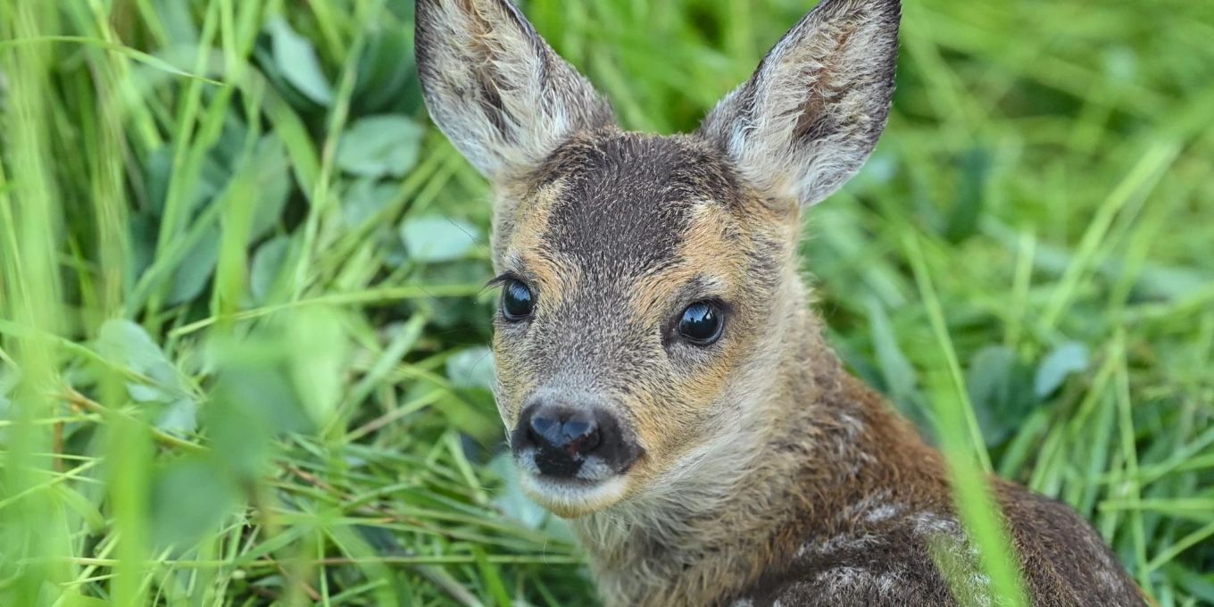 «Bambi» - ein Klischee aus dem Wald | Nau.ch