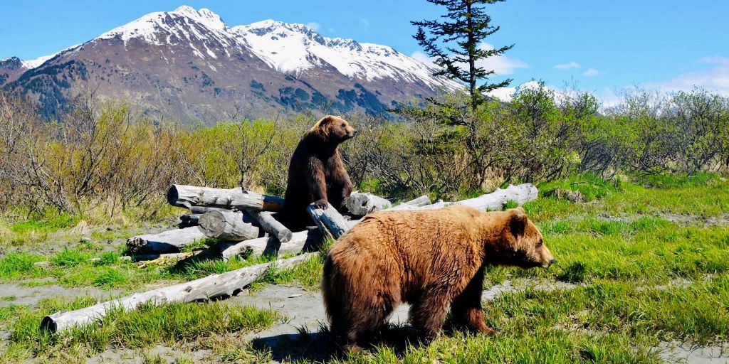Alaska: Wo die Wildnis urban wird (1)
