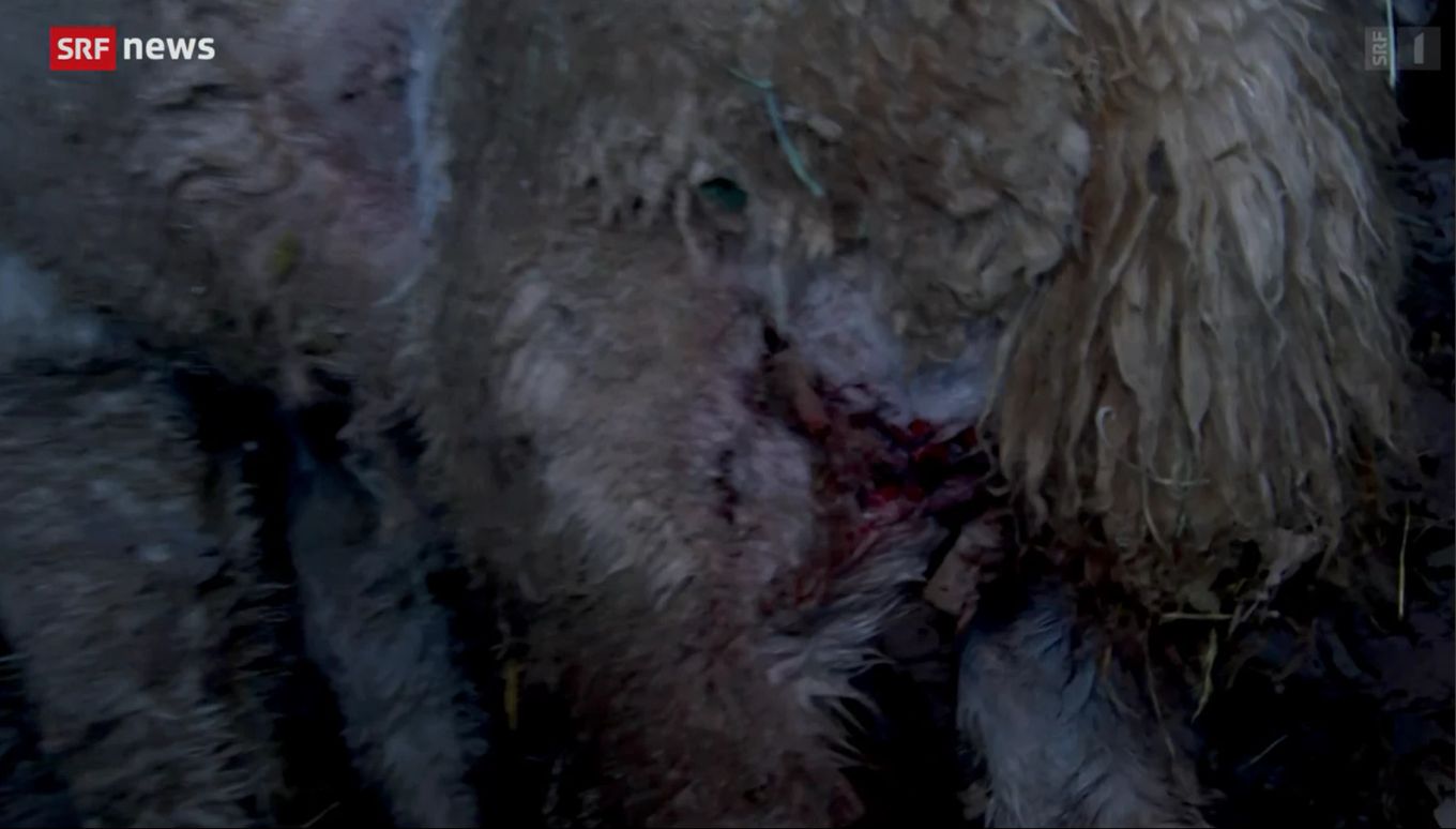 Elm GL: Wolf nähert sich Bub – nur dank Glück greift er nicht an | Nau.ch