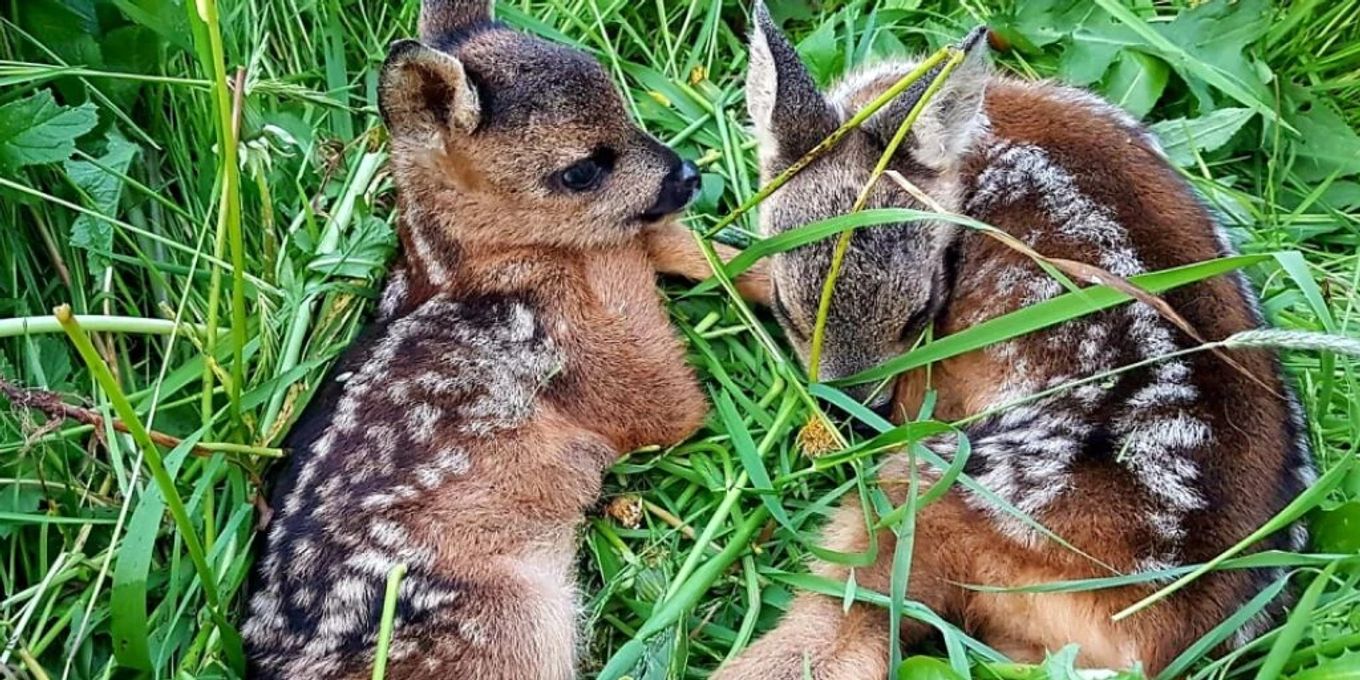 Über 6000 Rehkitze vor dem Mähertod gerettet | Nau.ch