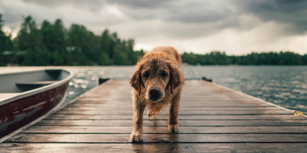 Warum zittern Hunde? Warum zittern Hunde?